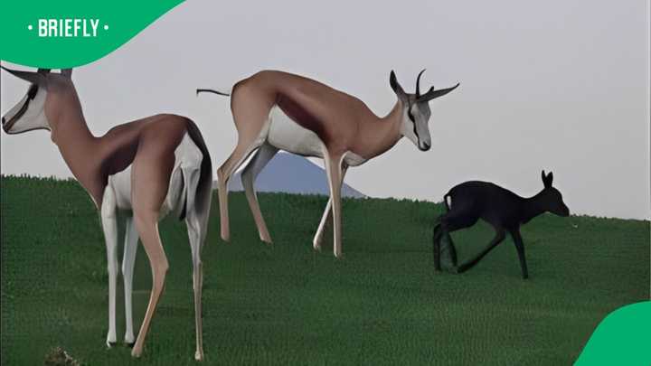 1st Black Springbok at Western Cape Golf Estate Officially Named After ...