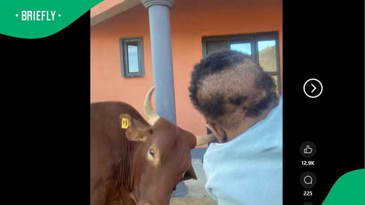 “African DNA at Work”: Baby Tackles Bull Like It’s a Friend During ...