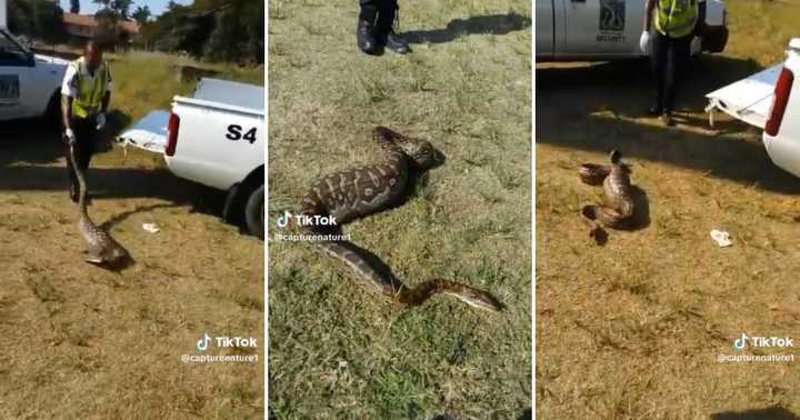 Massive KZN Snake Caught in Estate After Eating Monkey, TikTok Video ...
