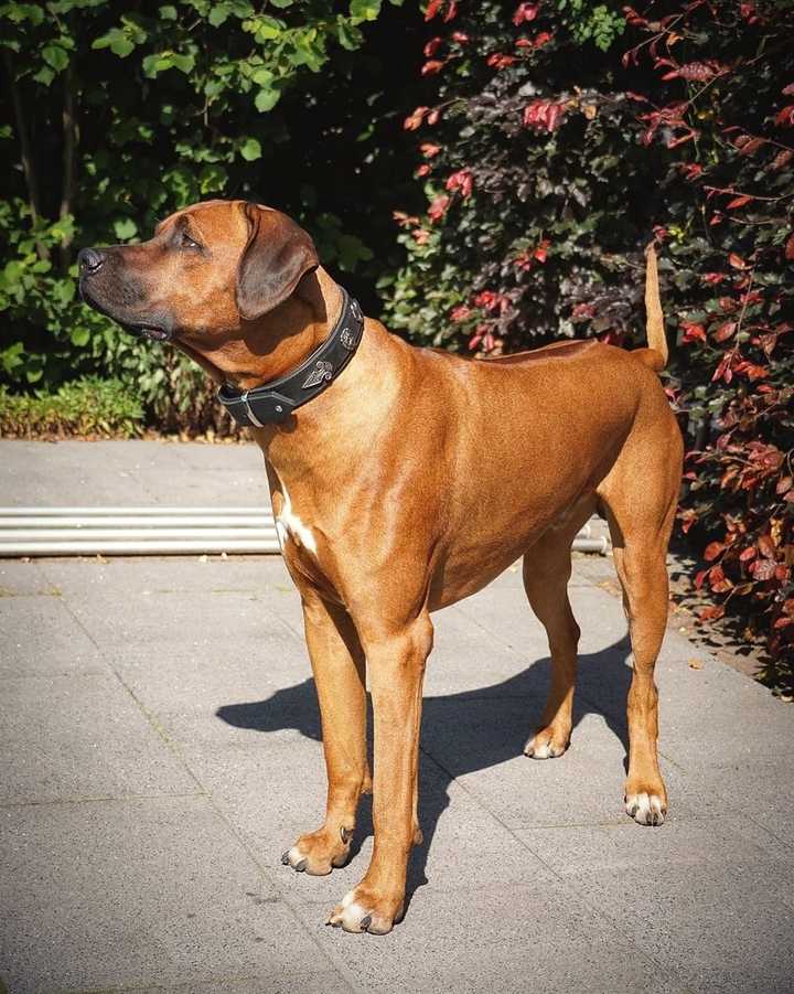 25 most dangerous dogs in South Africa (breeds with photos) - Briefly.co.za