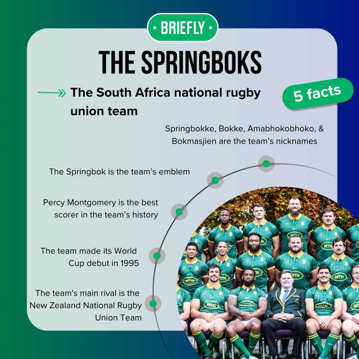Springbok salary: How much do the players earn in 2025? - Briefly.co.za