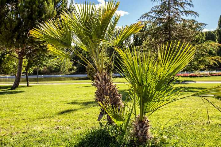 Different types of palm trees in South Africa: everything to know ...