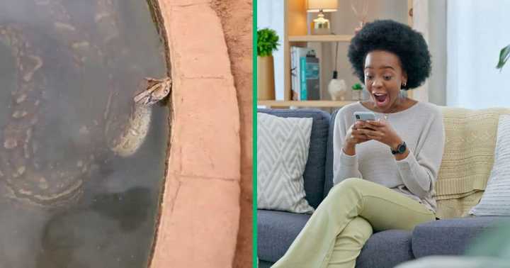 Hebana: Giant Snake Filmed Chilling Underwater in South Africa ...