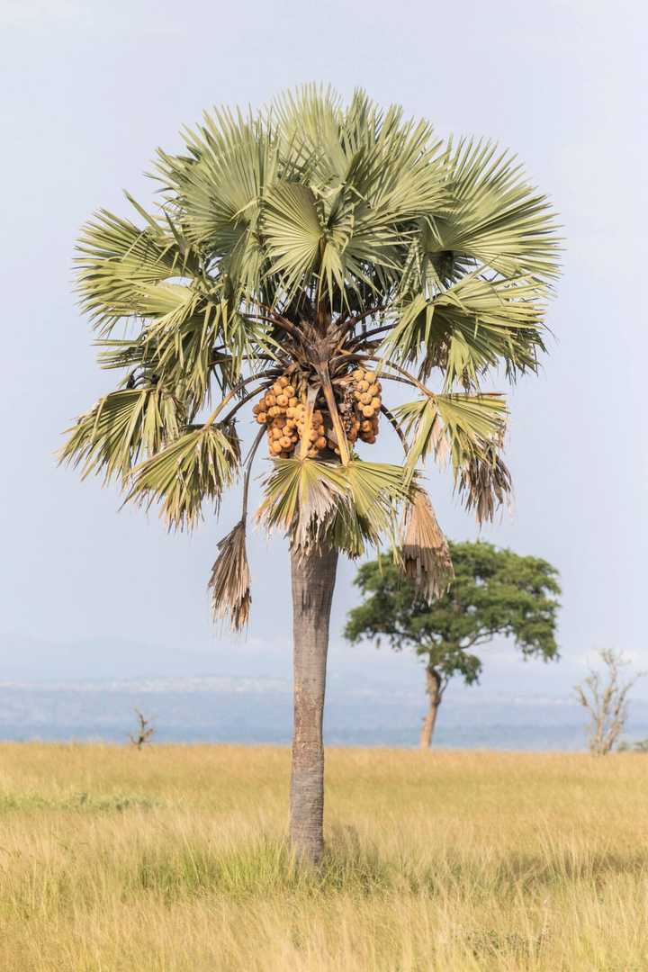 Different types of palm trees in South Africa: everything to know ...