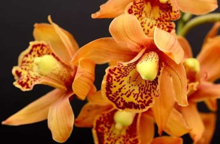 Top 15 most expensive plants in the world in 2024 ranked - Briefly.co.za