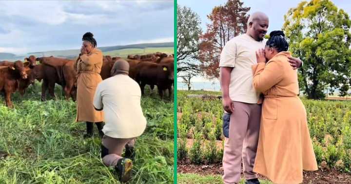 South African Man Wows With Unique Farm Marriage Proposal, TikTok Video ...