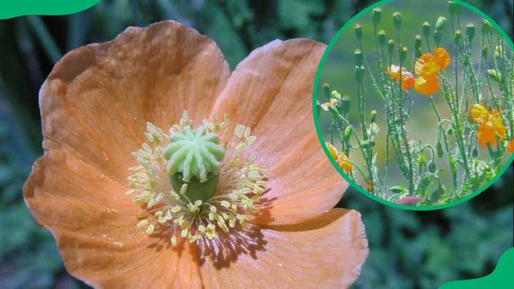 Top 20 most beautiful South African flowers you need to see - Briefly.co.za