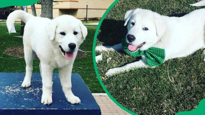 Top 15 farm dog breeds: The best dogs for herding and protecting ...