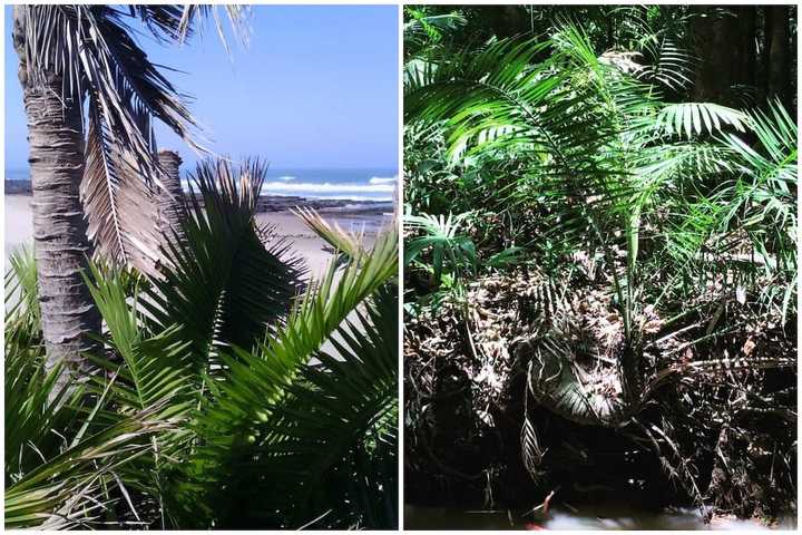 Different types of palm trees in South Africa: everything to know ...