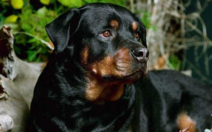 15 best guard dogs in South Africa (breeds with pictures) - Briefly.co.za