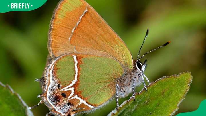 40+ animals that start with X: a list with facts and photos - Briefly.co.za