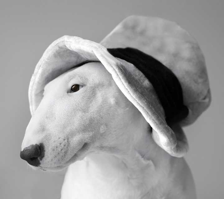 Top 10 gewildste honde rasse in Suid-Afrika (with pictures) - Briefly.co.za