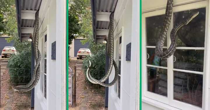 Big Carpet Pythons Caught Fighting on Camera in Australia, Viral TikTok ...