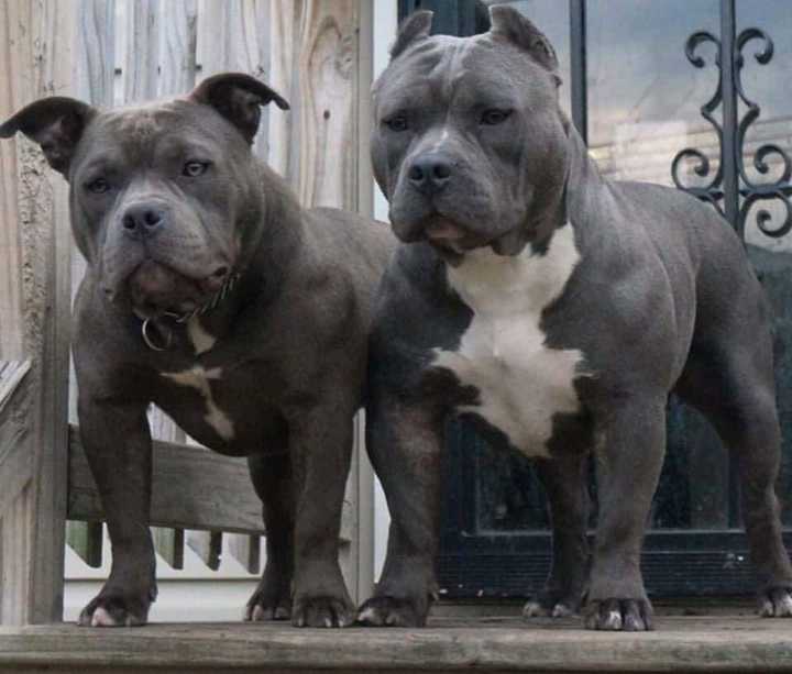 15 best guard dogs in South Africa (breeds with pictures) - Briefly.co.za