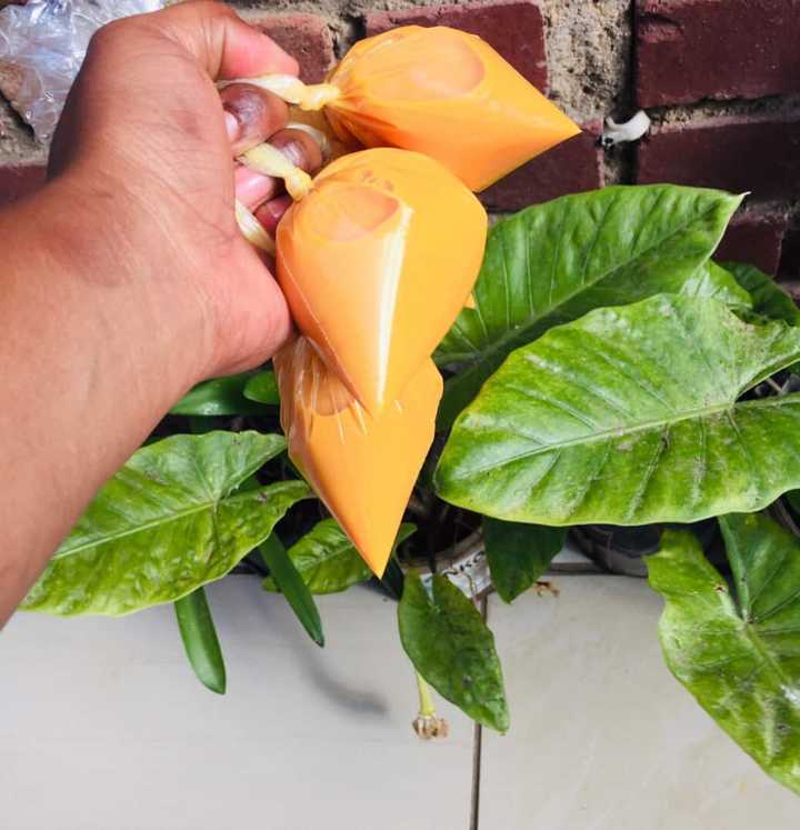 Kasi Ice Lolly Entrepreneur Proudly Shines in TikTok Video, Mzansi ...