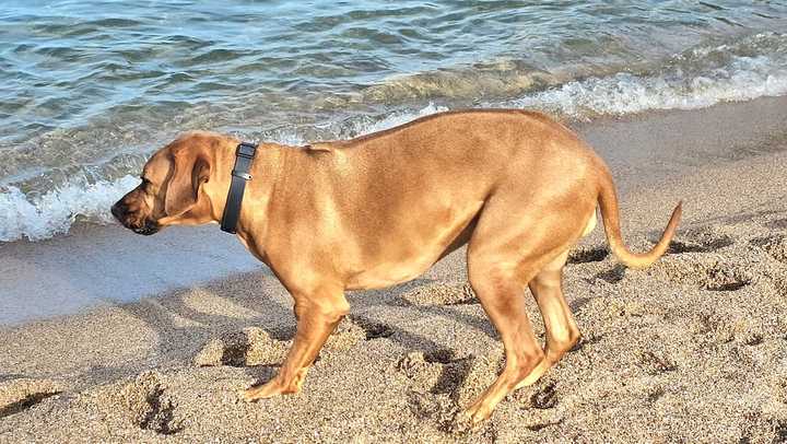 Top most loved dog breeds in South Africa: Top 15 list - Briefly.co.za