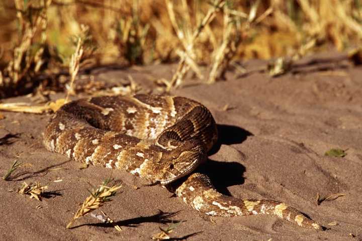 Snakes of South Africa identification guide 2022 with pictures ...