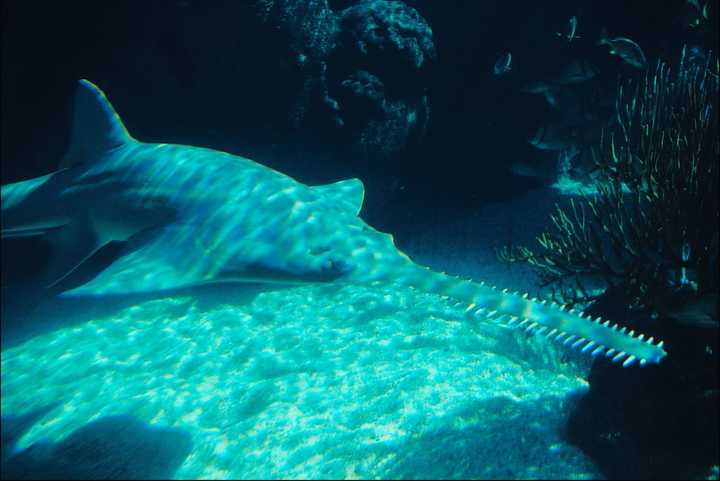 What is the rarest fish in the world? Top 10 list (with images ...