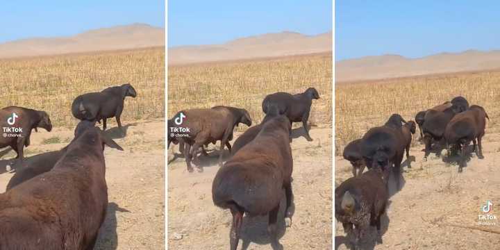 TikTok Video of Sheep With Massive Bums Amuses and Reminds People of ...