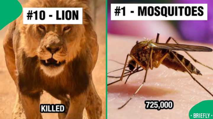 "Haibo": Top 10 Most Dangerous Animals in South Africa - Briefly.co.za