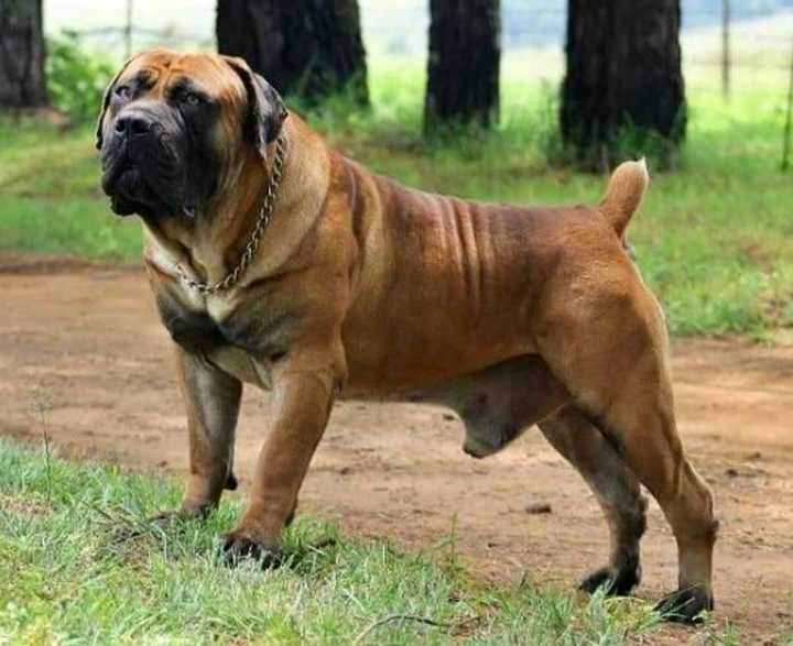 Top 10 gewildste honde rasse in Suid-Afrika (with pictures) - Briefly.co.za