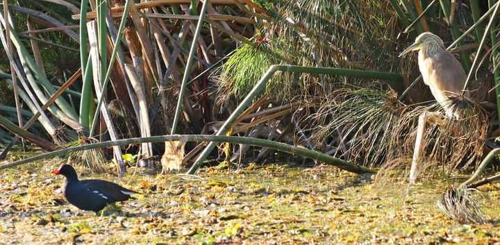 East London zoo fees, directions, operating hours, animals, contact ...