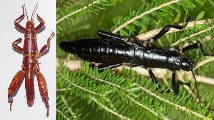 Top 10 most rare insects in the world (2024): Are they poisonous ...