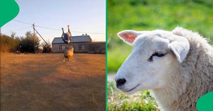 Mzansi Netizens Baffled as Man Playfully Does Backflips Over Sheep With ...